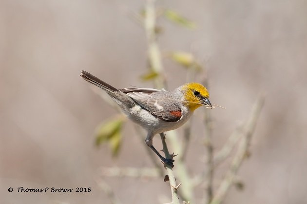 It’s just a Verdin - 10,000 Birds
