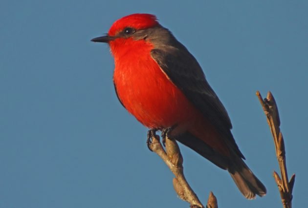 Male Vermilion Flycatchers Are Amazing - 10,000 Birds