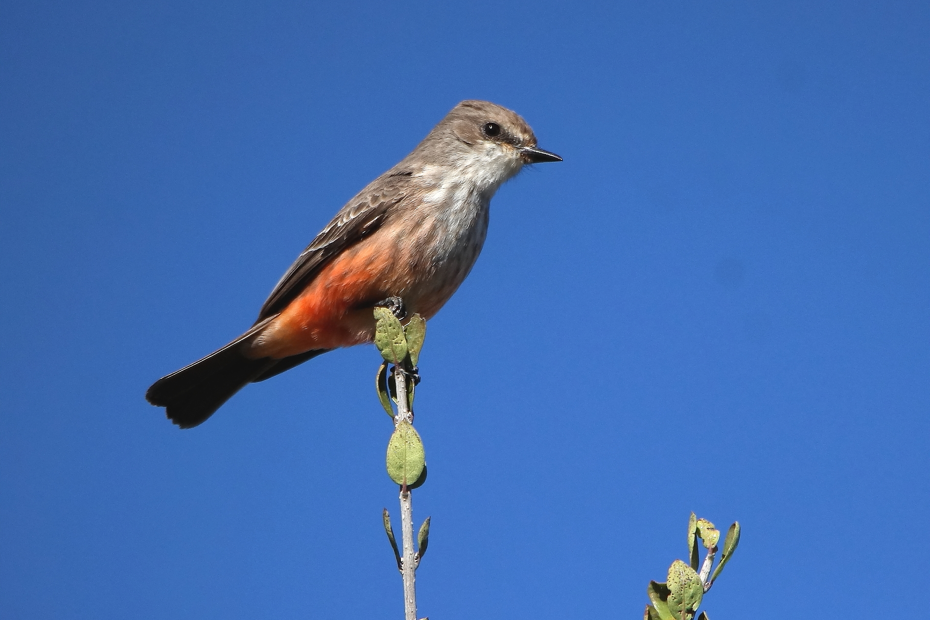 You Will See Or Hear These 10 000 Birds
