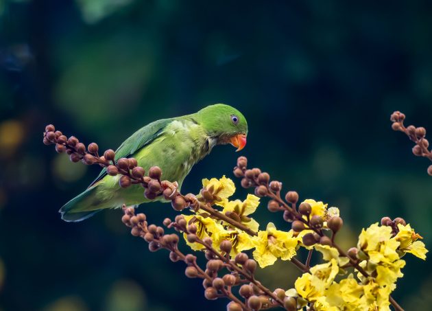 Birding Cat Tien NP, Vietnam (Part 1) - 10,000 Birds