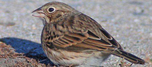 10,000 Birds Vesper Sparrows in Queens - 10,000 Birds