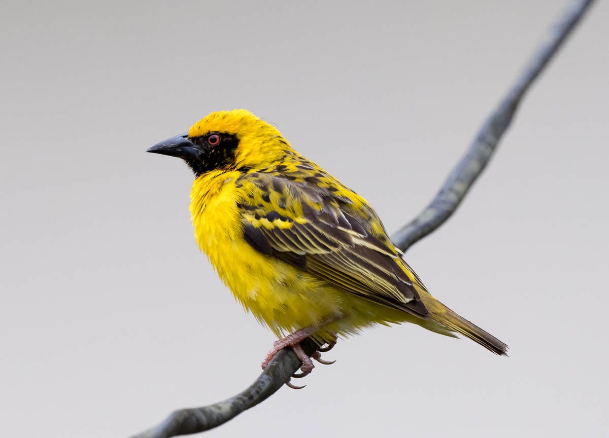 A few hours of birding on Mauritius Island - 10,000 Birds