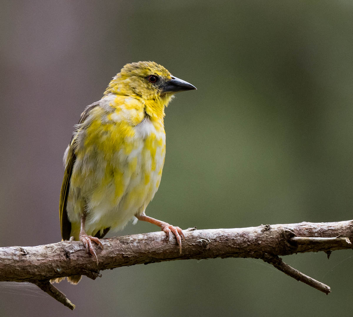 A few hours of birding on Mauritius Island - 10,000 Birds