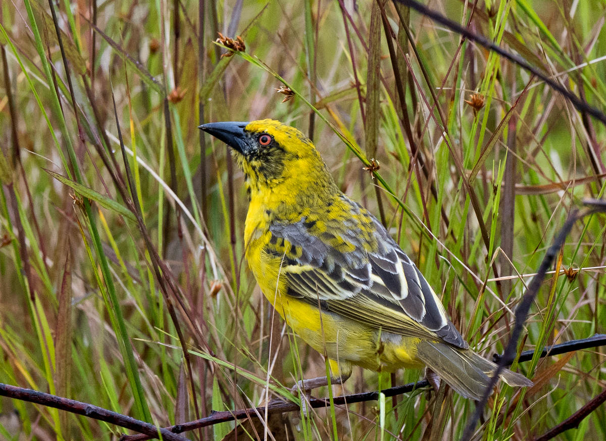 A few hours of birding on Mauritius Island - 10,000 Birds