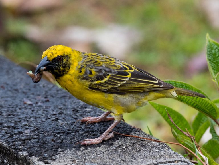 A few hours of birding on Mauritius Island - 10,000 Birds
