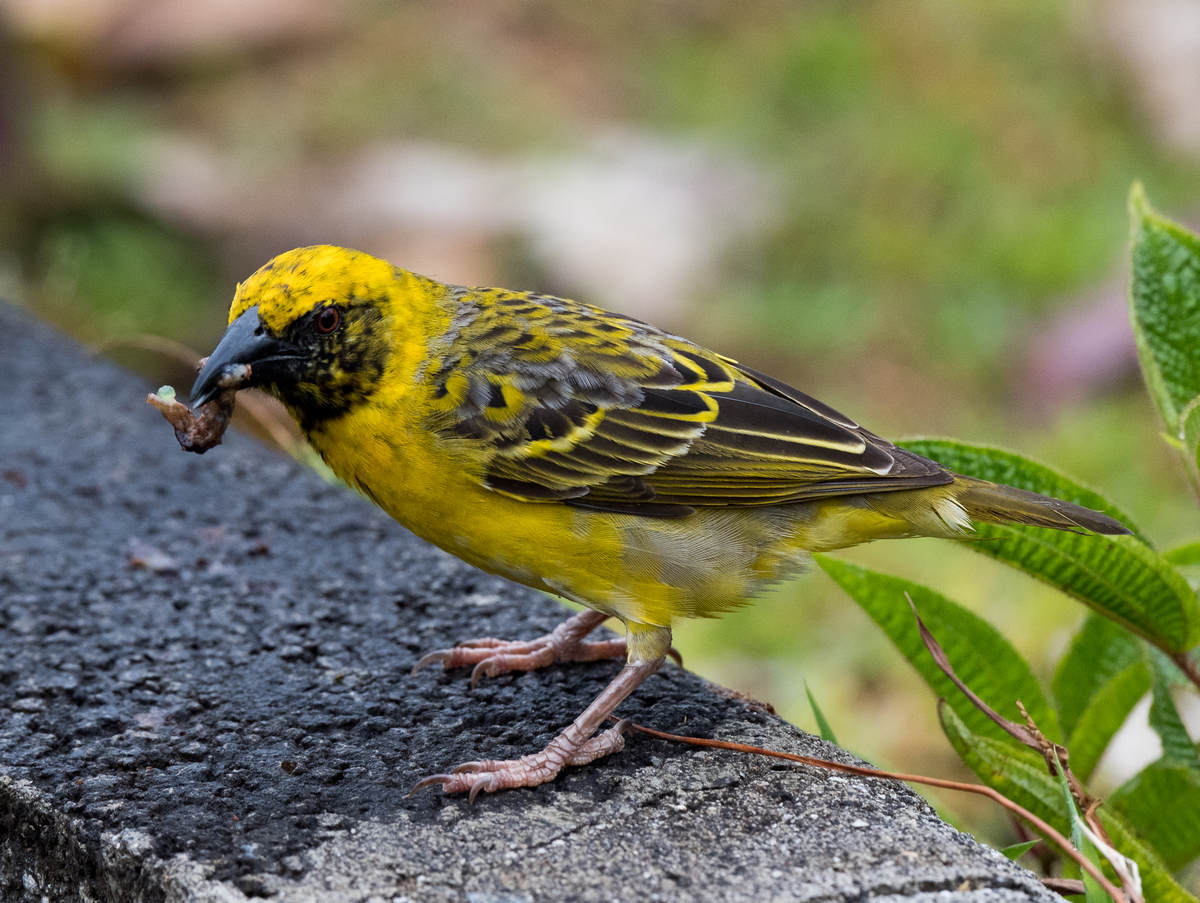 A few hours of birding on Mauritius Island - 10,000 Birds