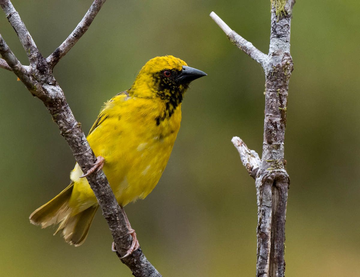 A few hours of birding on Mauritius Island - 10,000 Birds