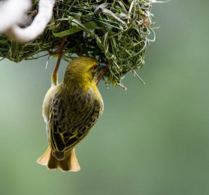 A few hours of birding on Mauritius Island - 10,000 Birds