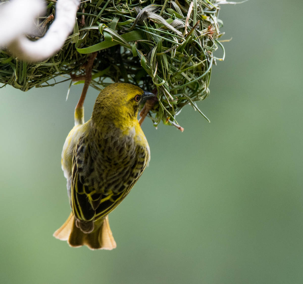 A few hours of birding on Mauritius Island - 10,000 Birds