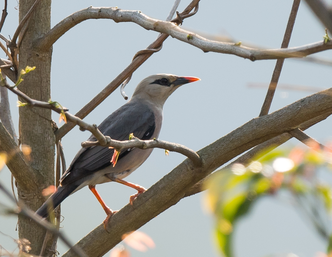 Birding Nabang, Yunnan (2) - 10,000 Birds