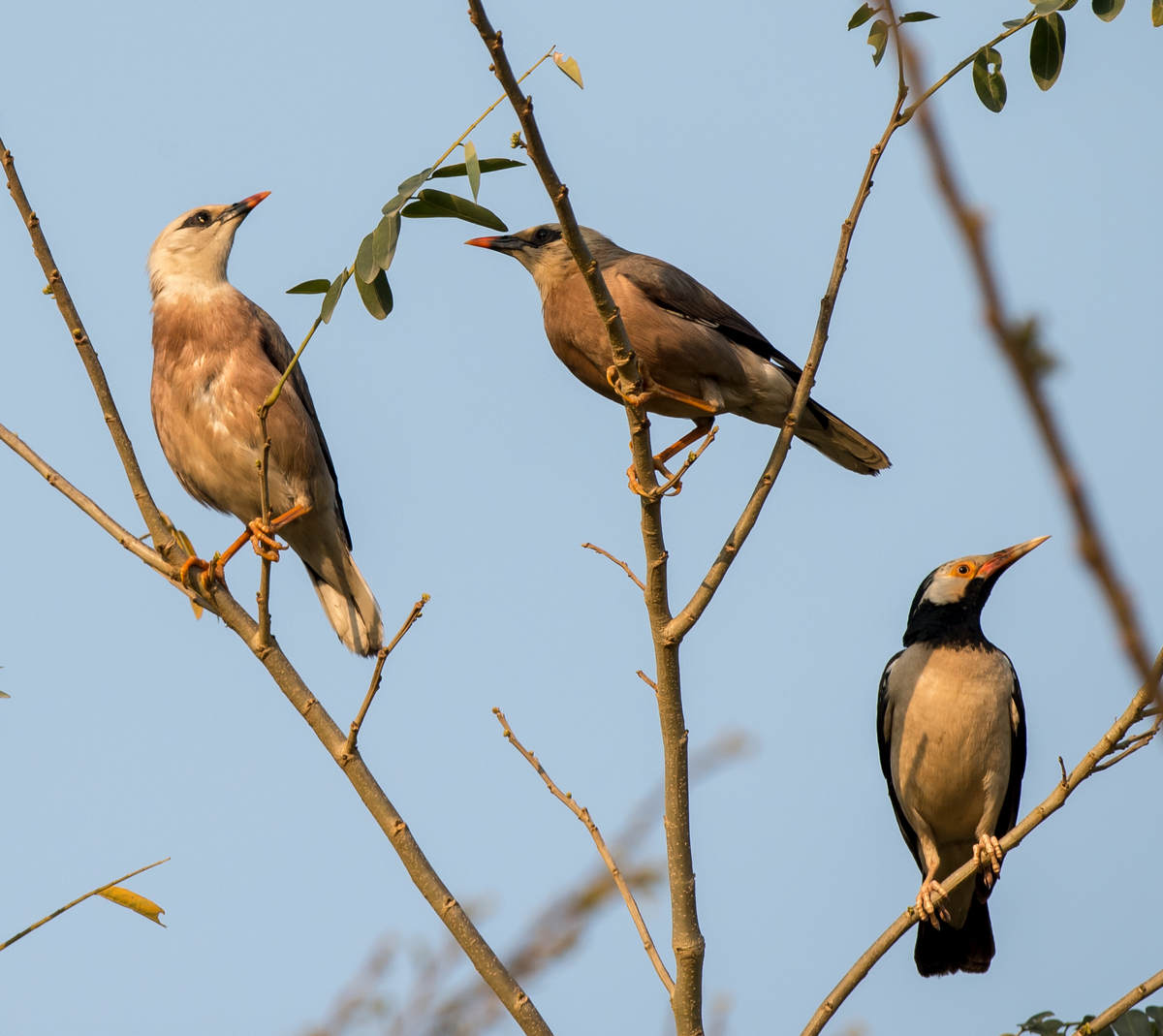 Birding Nabang, Yunnan (2) - 10,000 Birds