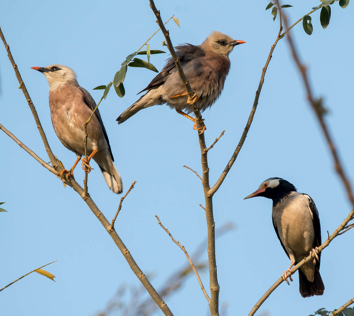 Birding Nabang, Yunnan (2) - 10,000 Birds