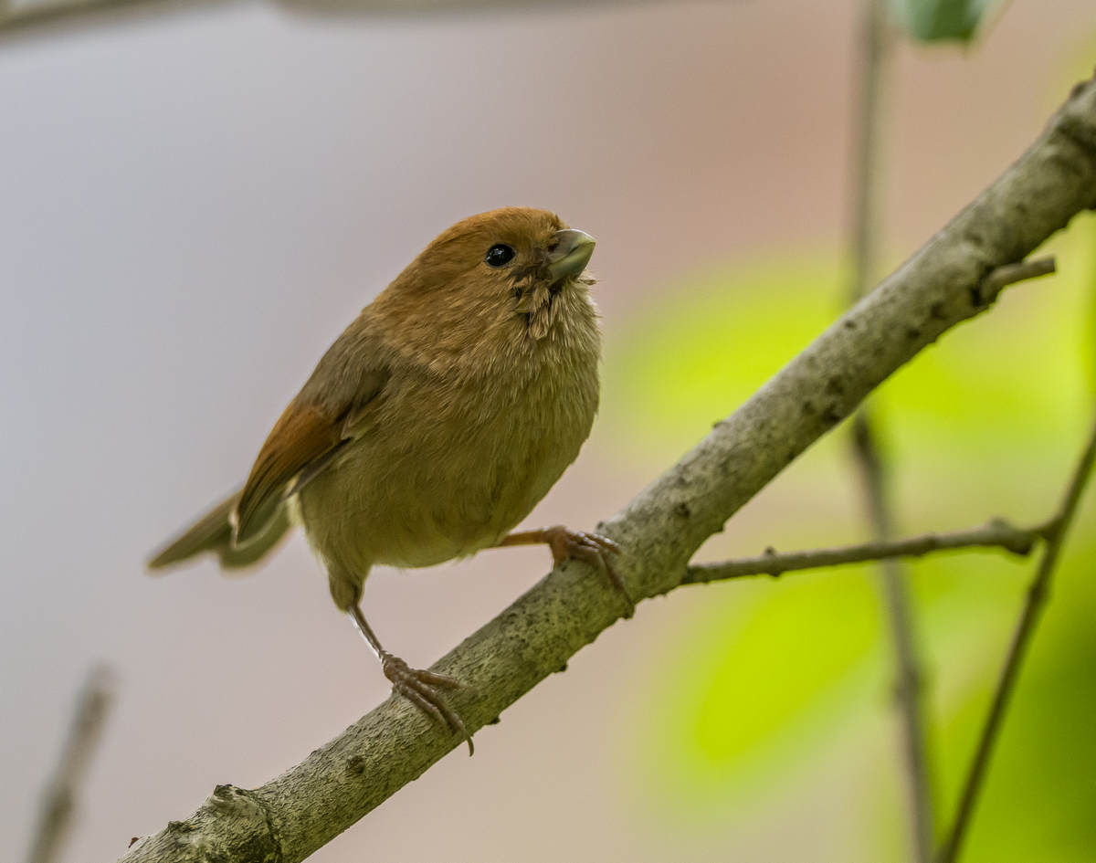 Birding Shanghai in April 2022 - 10,000 Birds