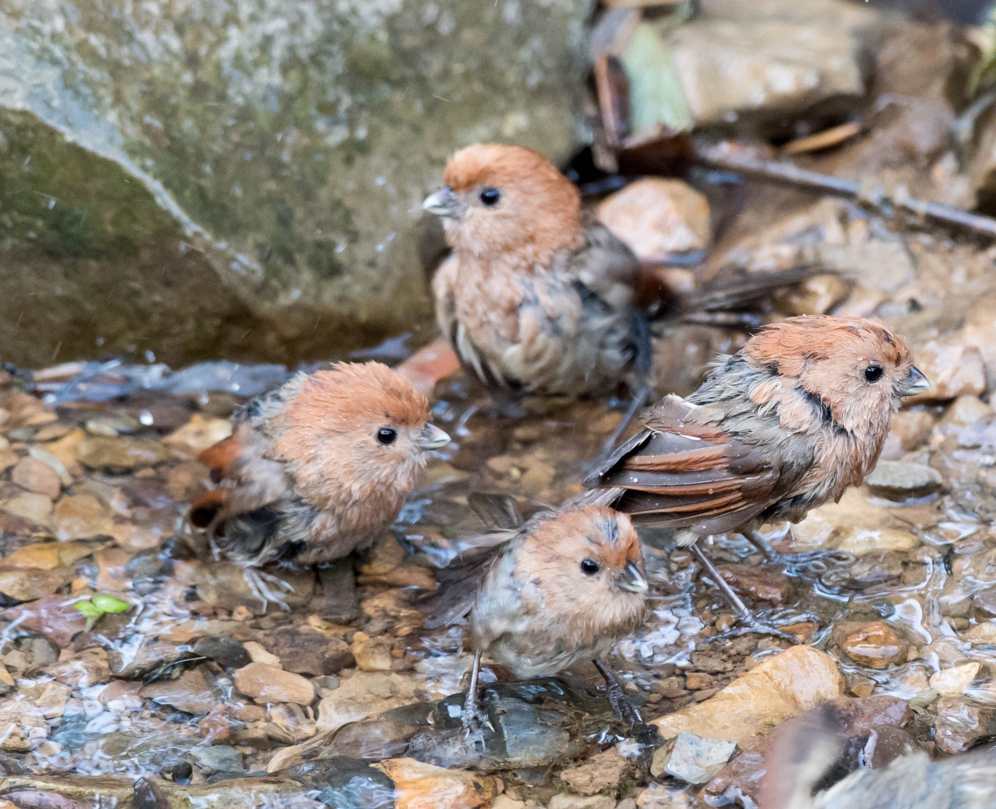 Wet Birds - 10,000 Birds