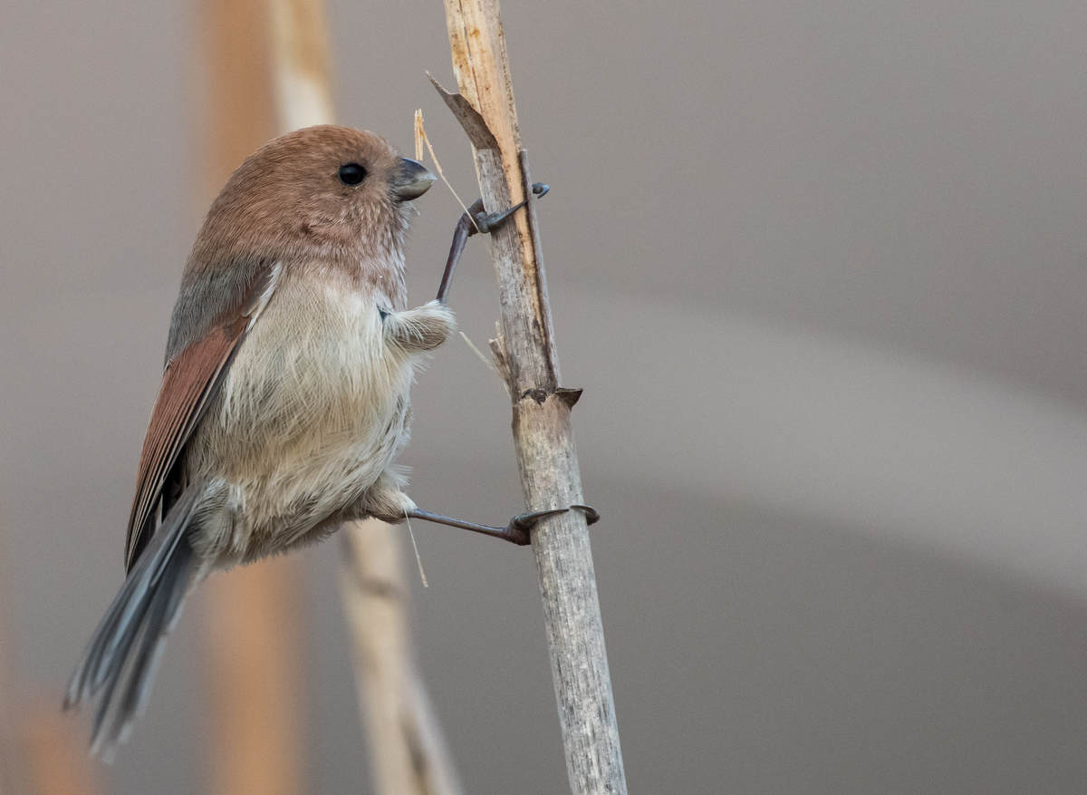Birding Yancheng, Jiangsu - 10,000 Birds