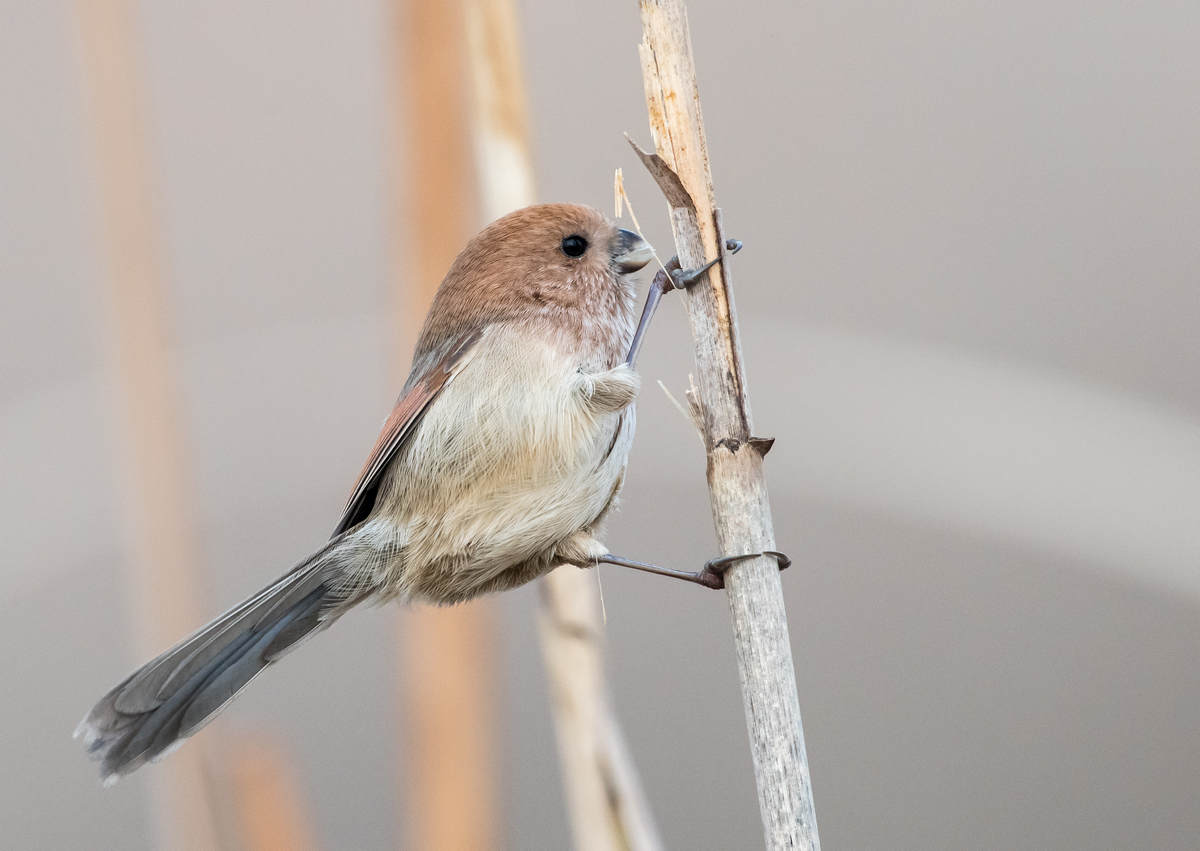 Birding Yancheng, Jiangsu - 10,000 Birds