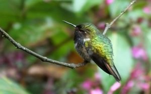 15 Hummingbirds that Can Only Be Seen in or Near Costa Rica - 10,000 Birds