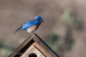 Fighting Female Western Bluebirds - 10,000 Birds