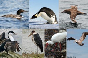 Here’s the new bird family tree. It’s amazing. - 10,000 Birds