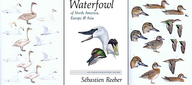 10,000 Birds Waterfowl of North America, Europe & Asia: An ...