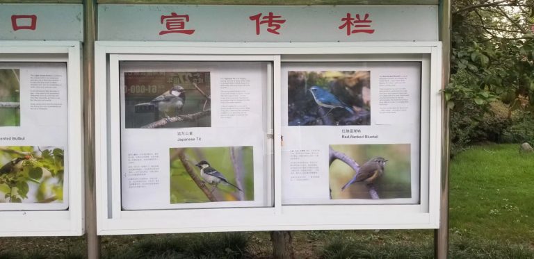 A Bird Presentation in Shanghai - 10,000 Birds
