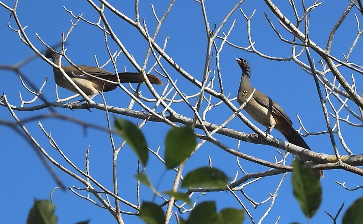 Birding Ixtapa/Zihuatanejo - 10,000 Birds