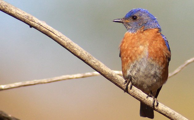 Western Bluebirds at Carbon Canyon - 10,000 Birds