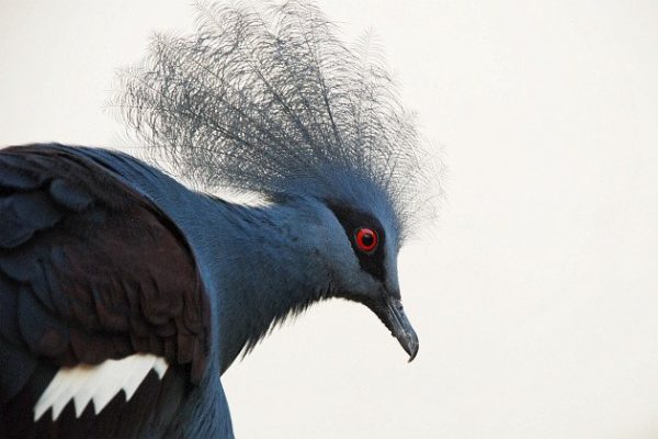 The Complete Guide To Dodo Relatives, Living And Dead - 10,000 Birds