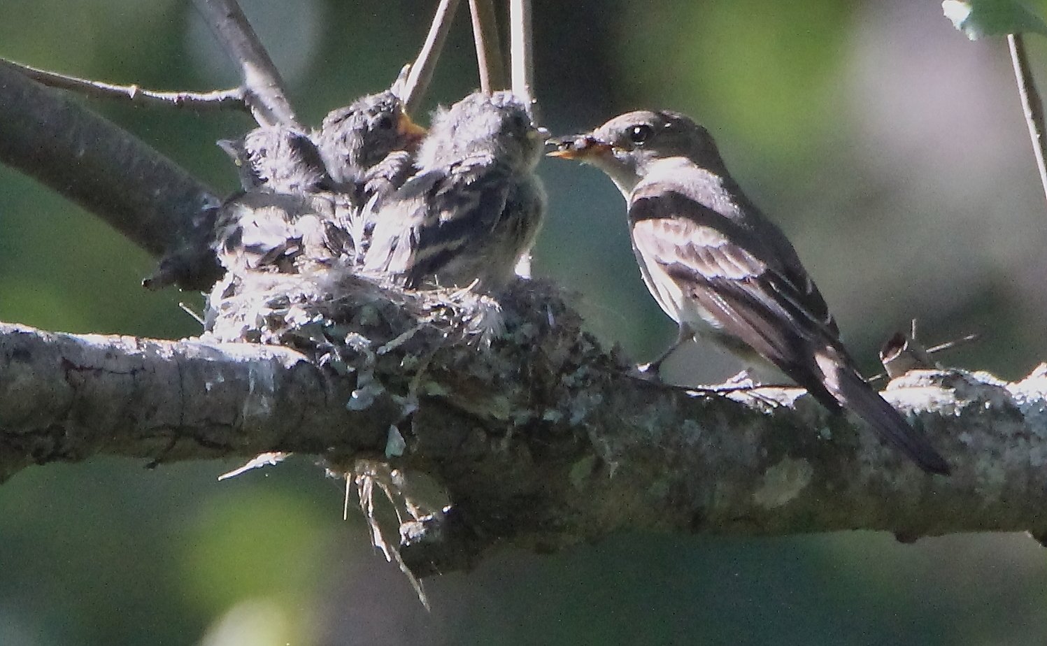 Back to the Canyon - 10,000 Birds