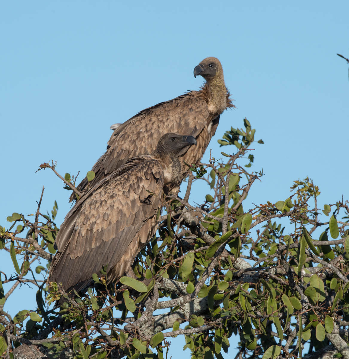 Birding Hluhluwe, South Africa - 10,000 Birds