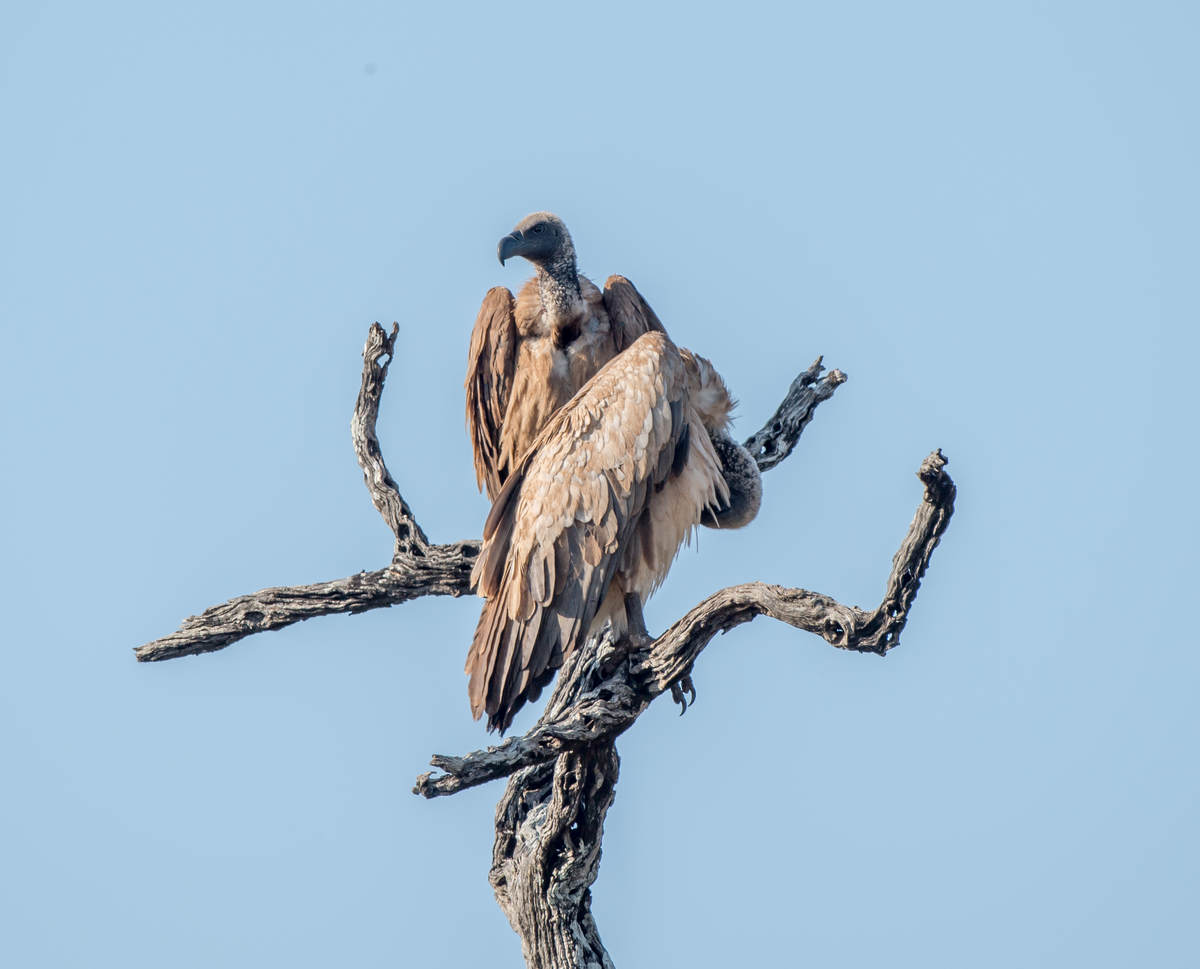 Birding the Kruger Park (5): Pafuri area part 1 - 10,000 Birds