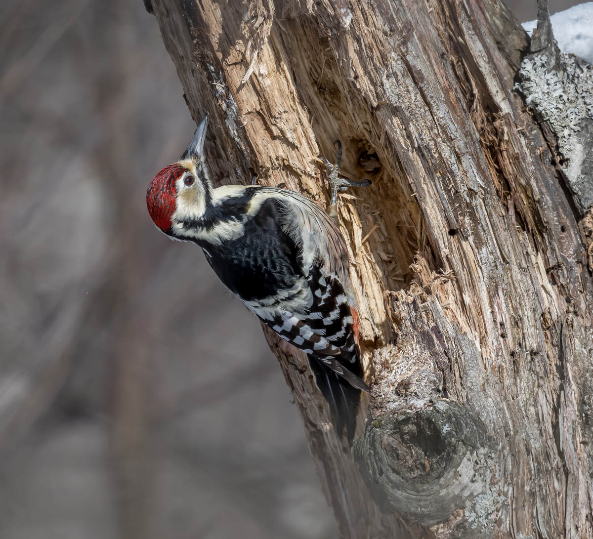 Three Hokkaido Woodpeckers - 10,000 Birds