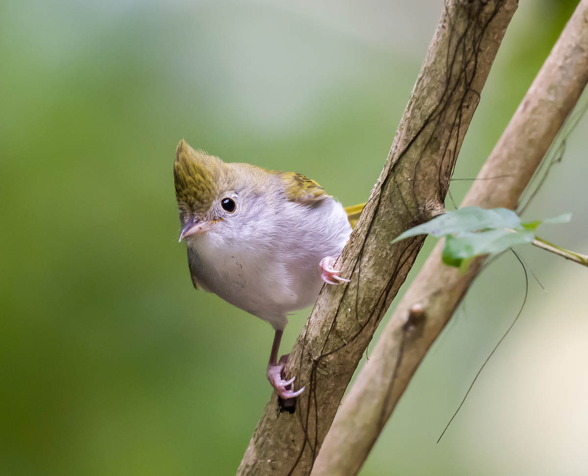 Birding Nonggang, Guangxi, China - part 2 - 10,000 Birds