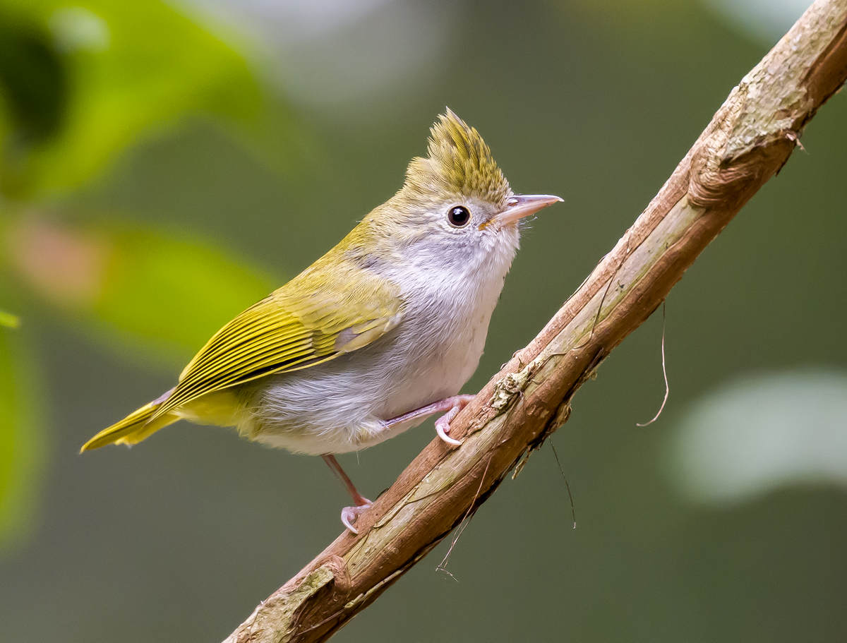 Birding Nonggang, Guangxi, China - part 2 - 10,000 Birds
