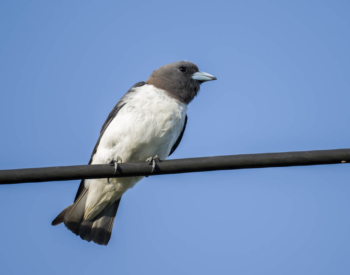 Birding Kota Kinabalu, Borneo: Rice Paddies - 10,000 Birds