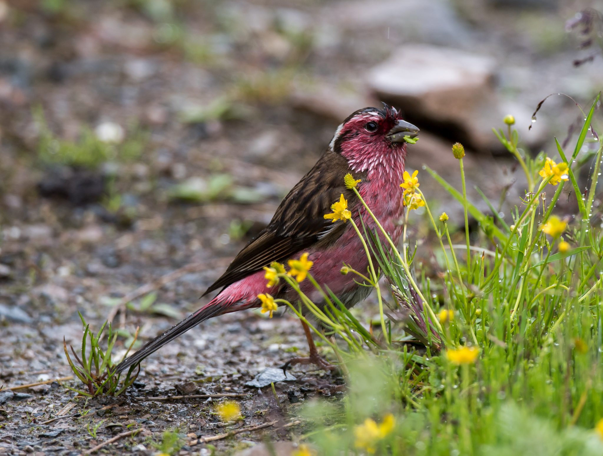 Birding Balangshan, Sichuan, China (part 2) - 10,000 Birds