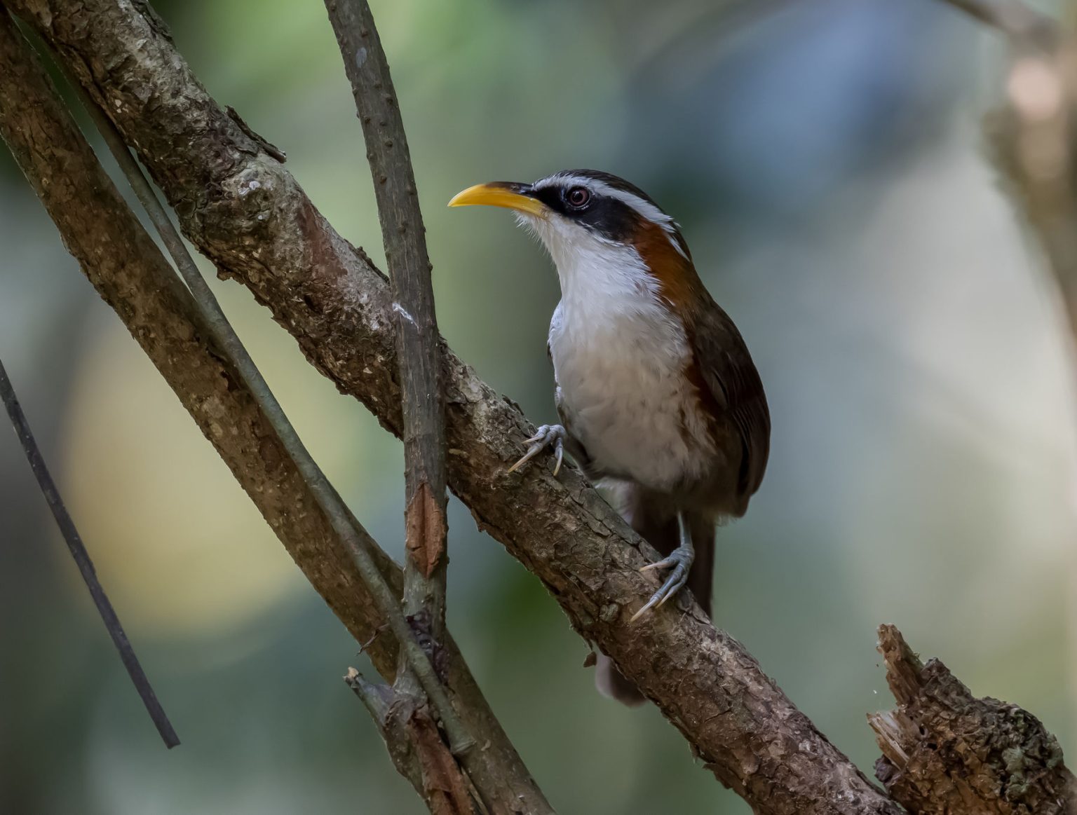 Birding Dilinh, Vietnam (Part 2) - 10,000 Birds