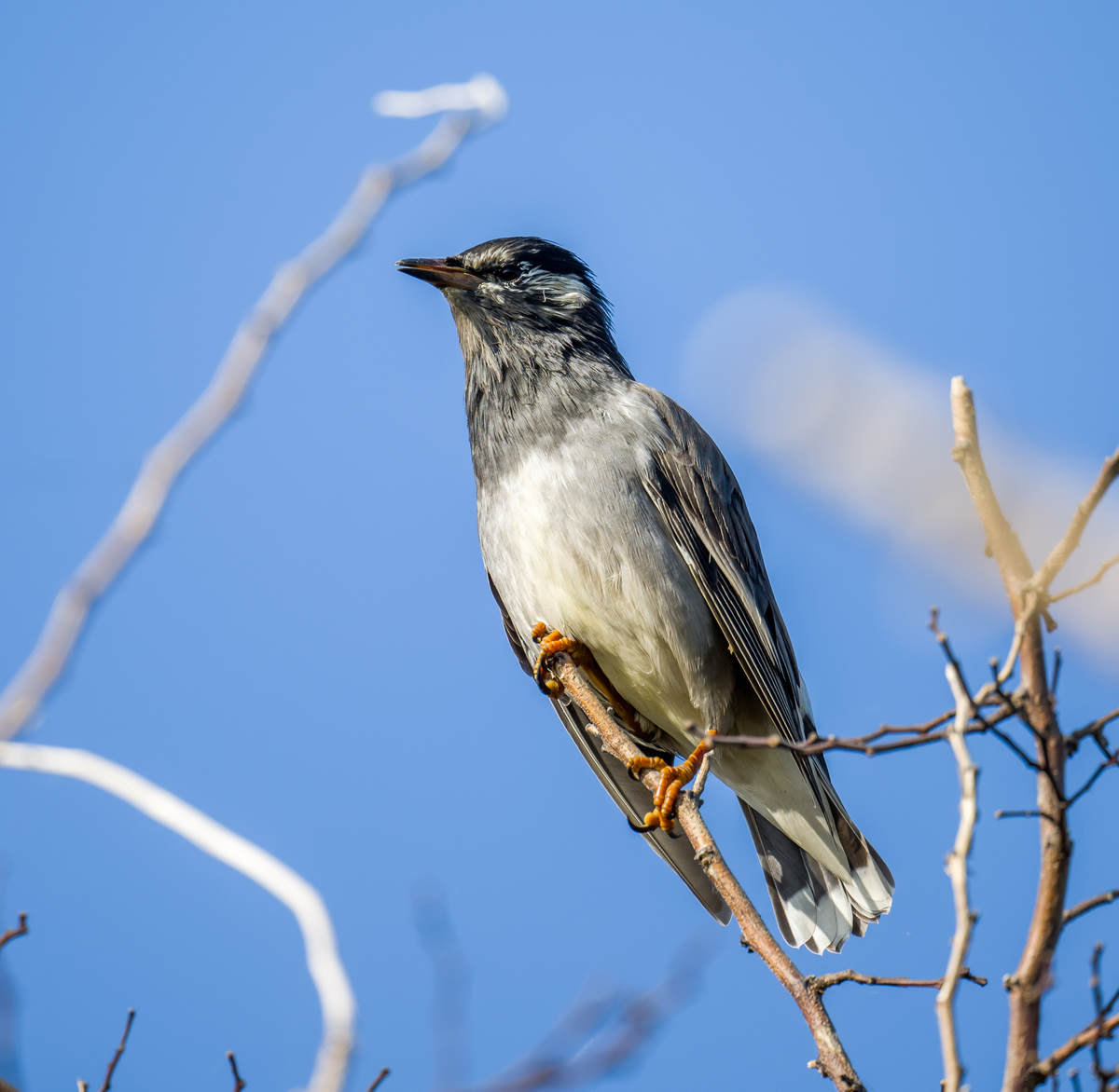 Birding Shanghai in September 2022 - 10,000 Birds