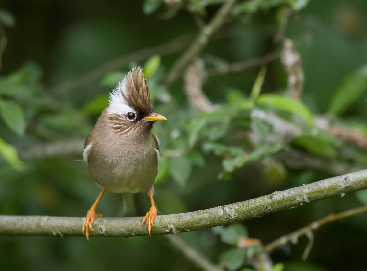 Birding the Wolongshan area in June 2023 - 10,000 Birds