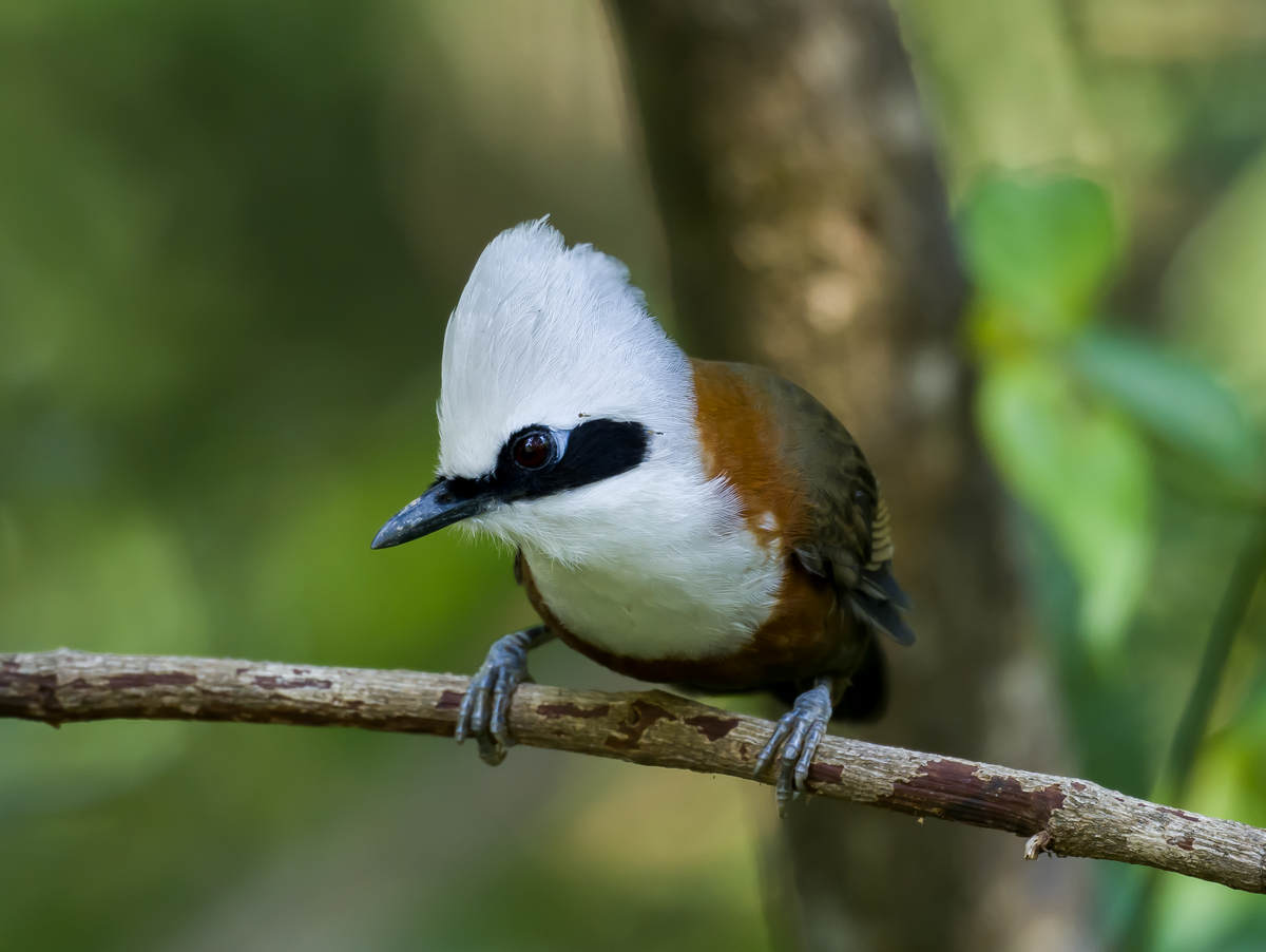 Birding Hongbenghe, Yunnan (Part 1) - 10,000 Birds