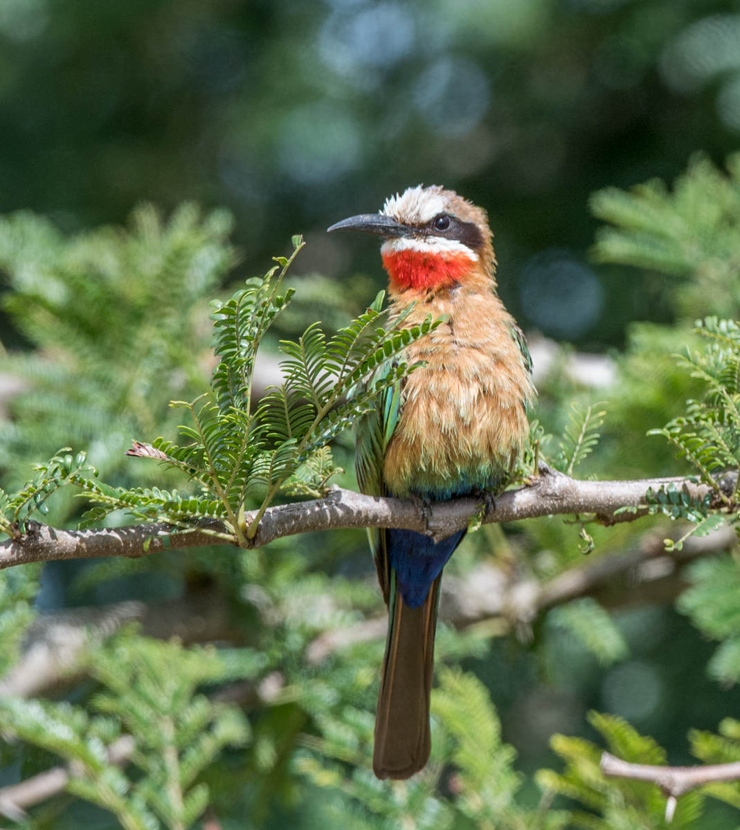 Birding Hluhluwe, South Africa - 10,000 Birds