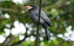 Are Puffbirds Real? and Other Pertinent Questions for Birding in Costa ...