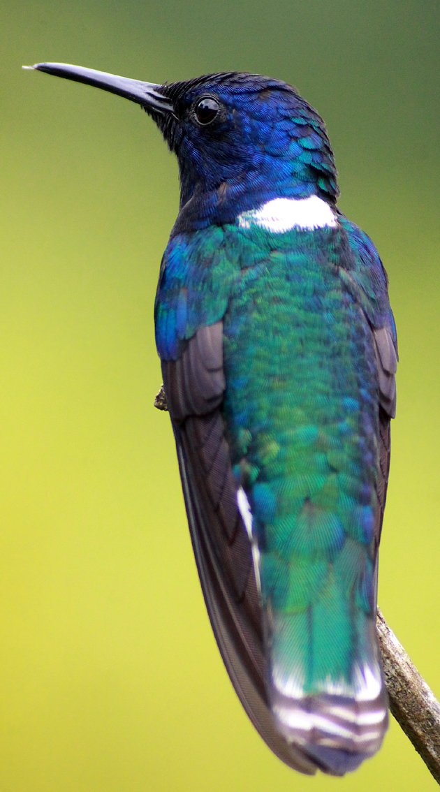 White-necked Jacobin at Asa Wright Nature Center - 10,000 Birds