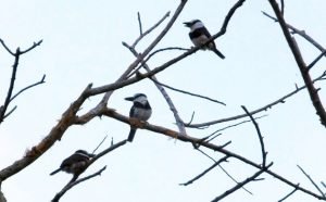 Are Puffbirds Real? and Other Pertinent Questions for Birding in Costa ...