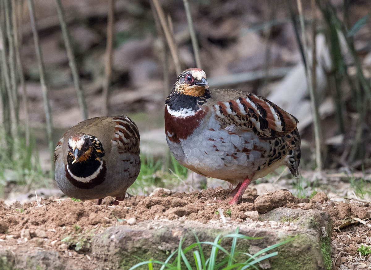 Birding Sanming, Fujian - 10,000 Birds