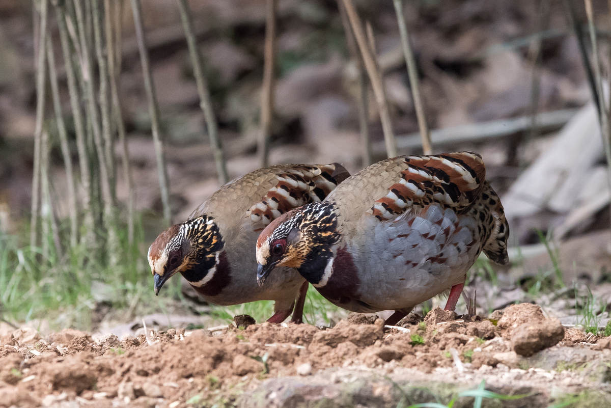 Birding Sanming, Fujian - 10,000 Birds
