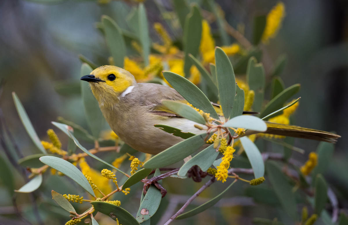 15 Australian Birds (Episode 6) - 10,000 Birds