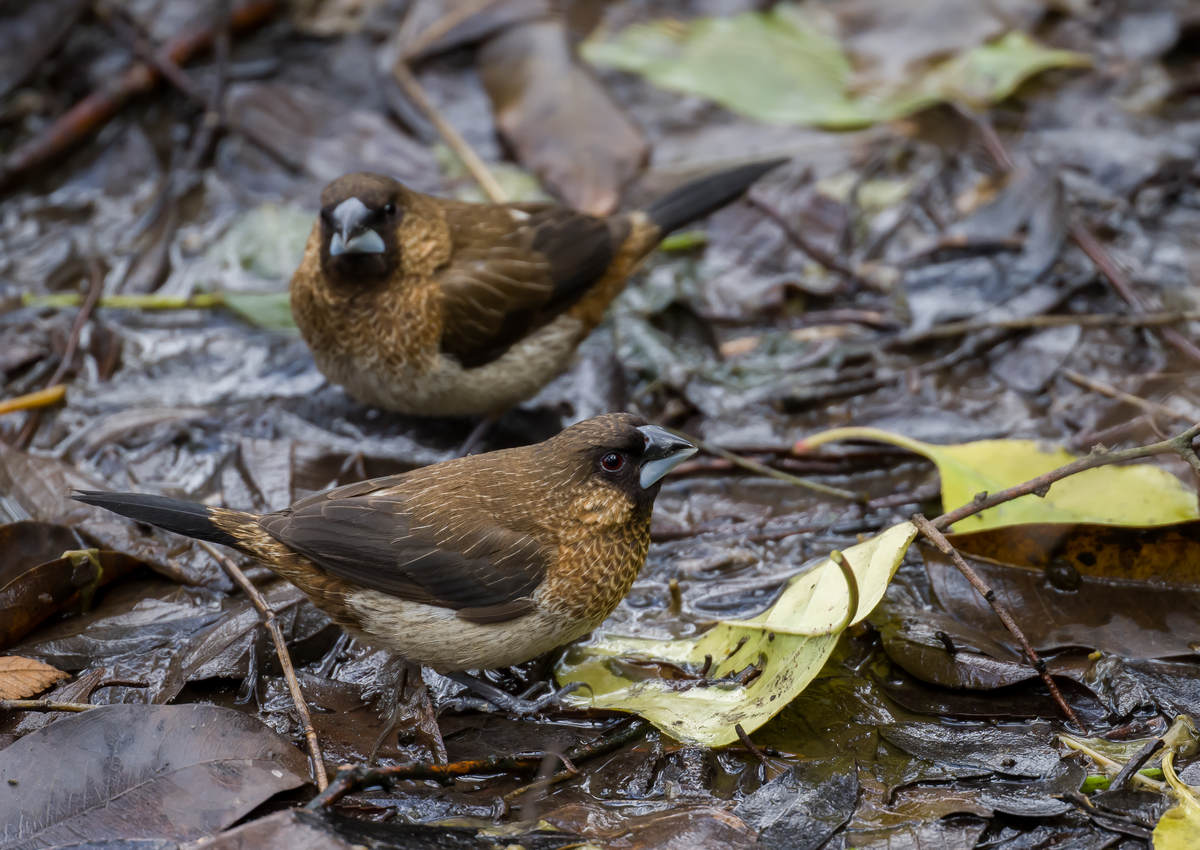 Birding Shanghai in February 2023 - 10,000 Birds