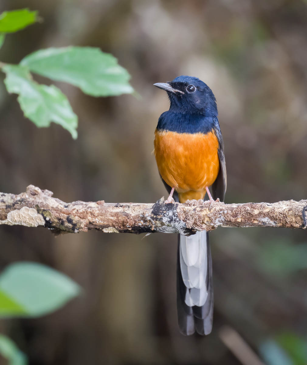 Birding Nonggang, Guangxi, China - part 2 - 10,000 Birds