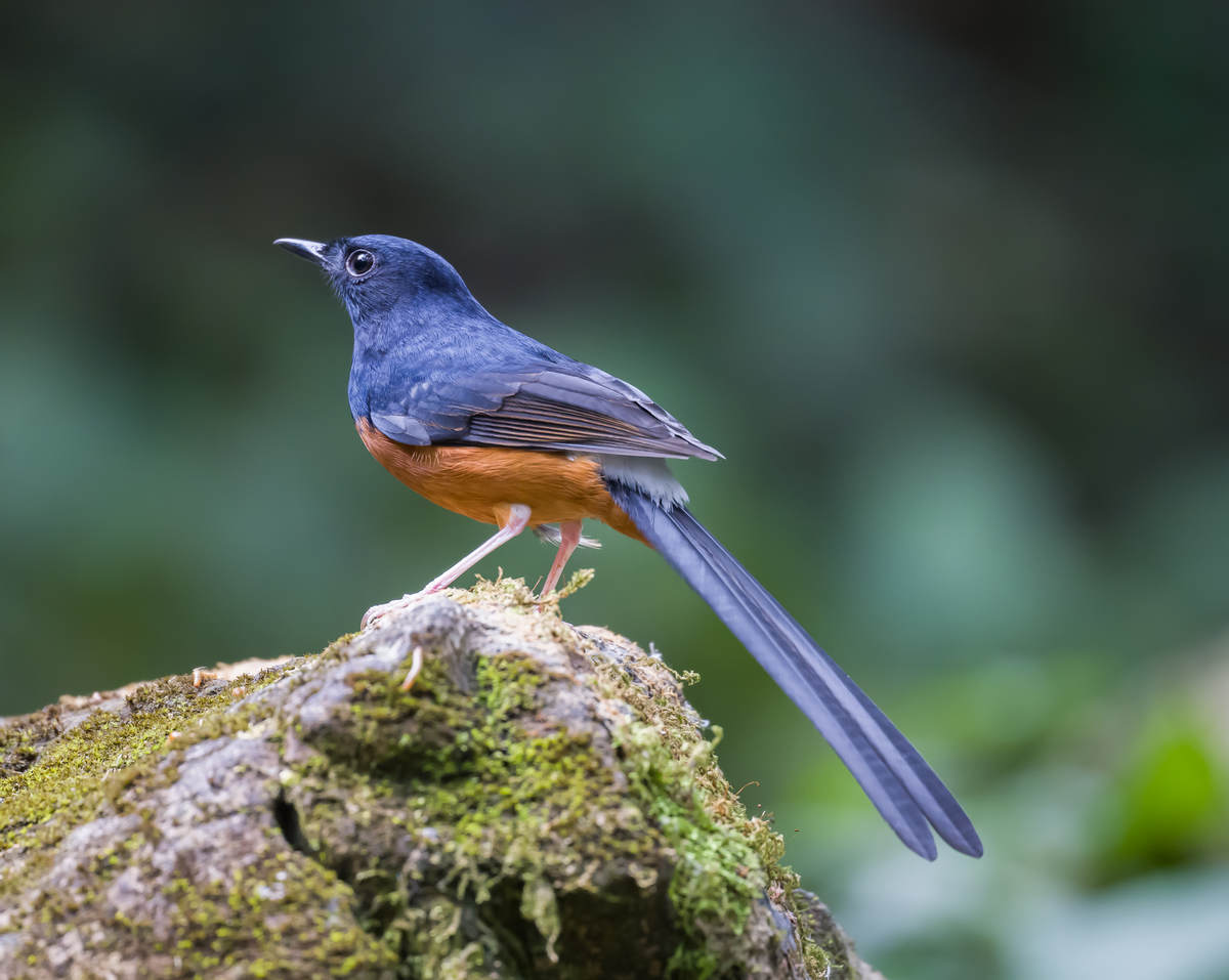 Birding Nonggang, Guangxi, China - part 2 - 10,000 Birds